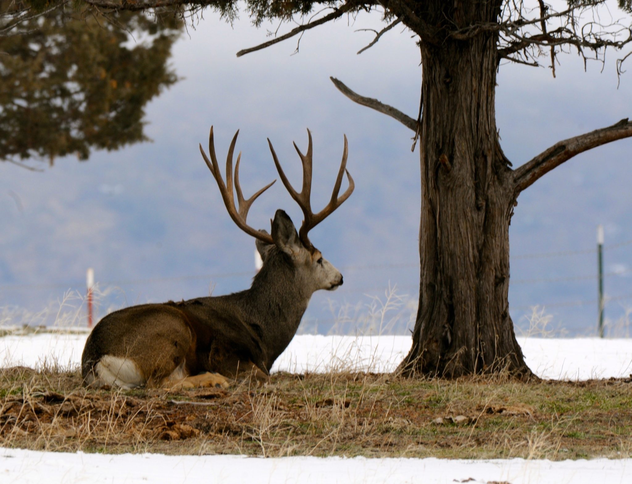 FullSizeRender (2) – California Deer Association