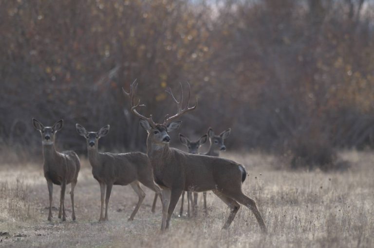 News – California Deer Association