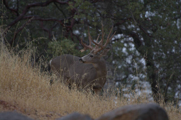 News – California Deer Association