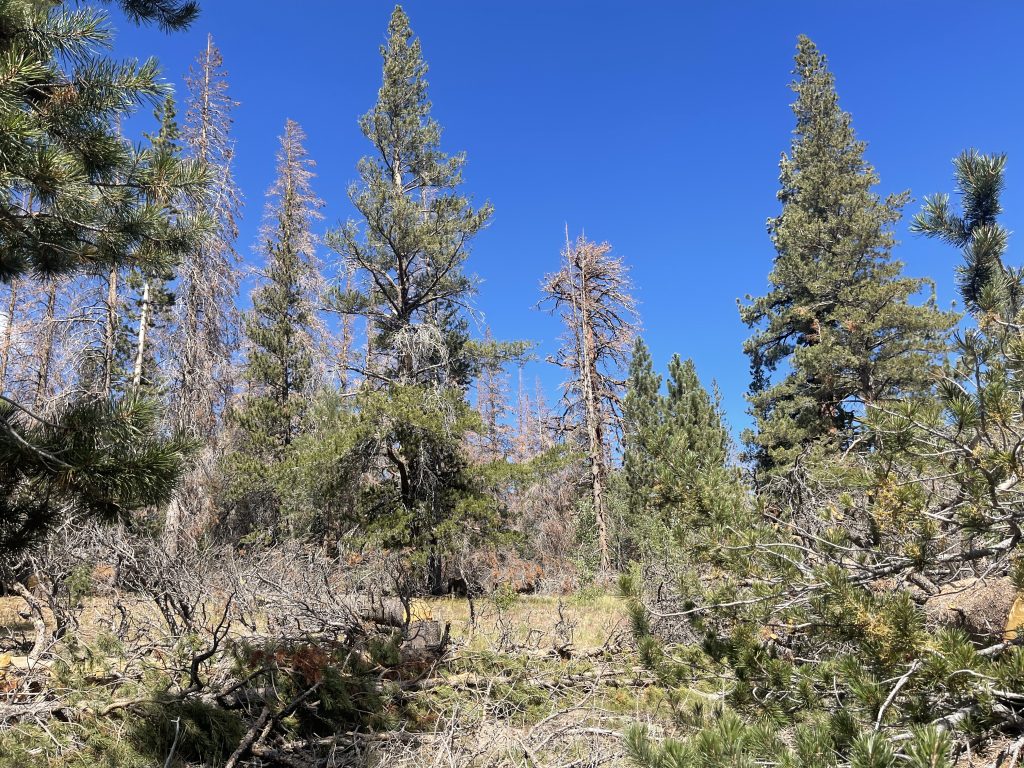 Forest Health & Beetles | Mule Deer Conservation News - California Deer ...